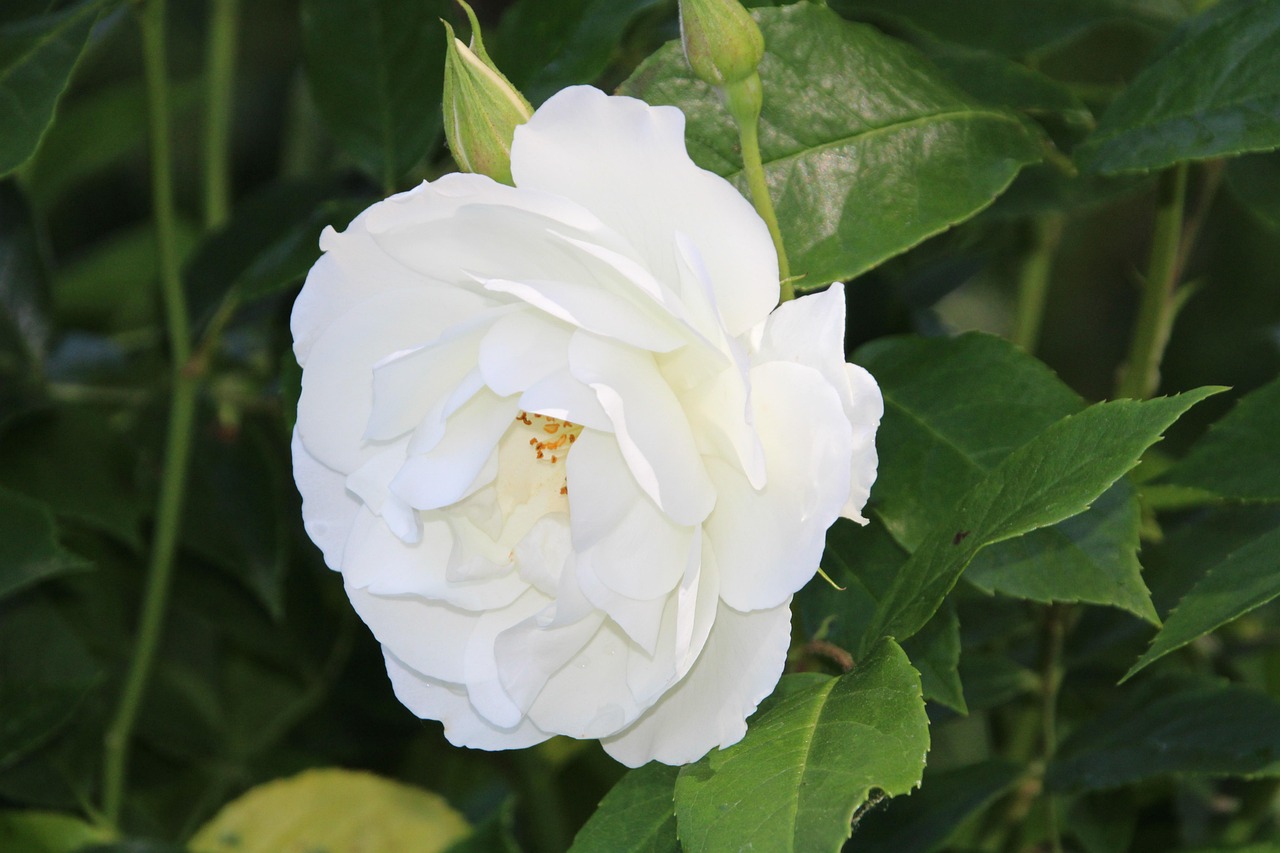 Rose Blanche Pétales - Photo gratuite sur Pixabay - Pixabay