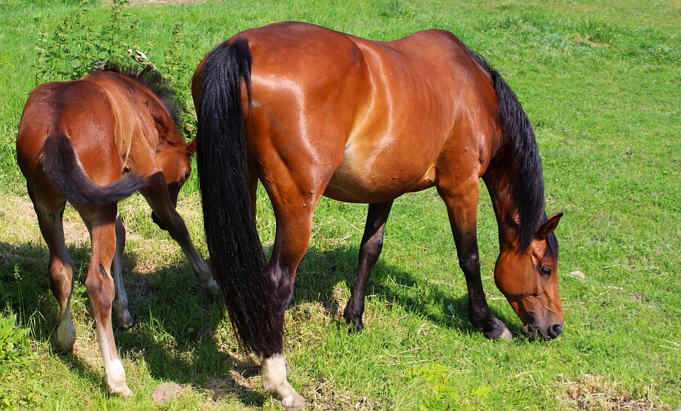Horse Horses Paci - Free photo on Pixabay - Pixabay