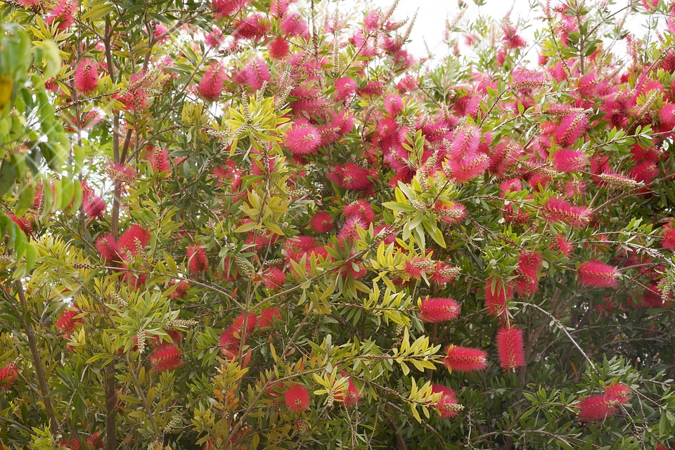 Nature Plant Bush - Free photo on Pixabay - Pixabay