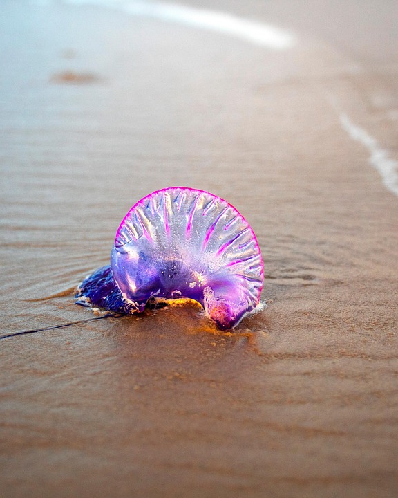 Sand Jelly Fish Aquatic Creatures - Free photo on Pixabay - Pixabay