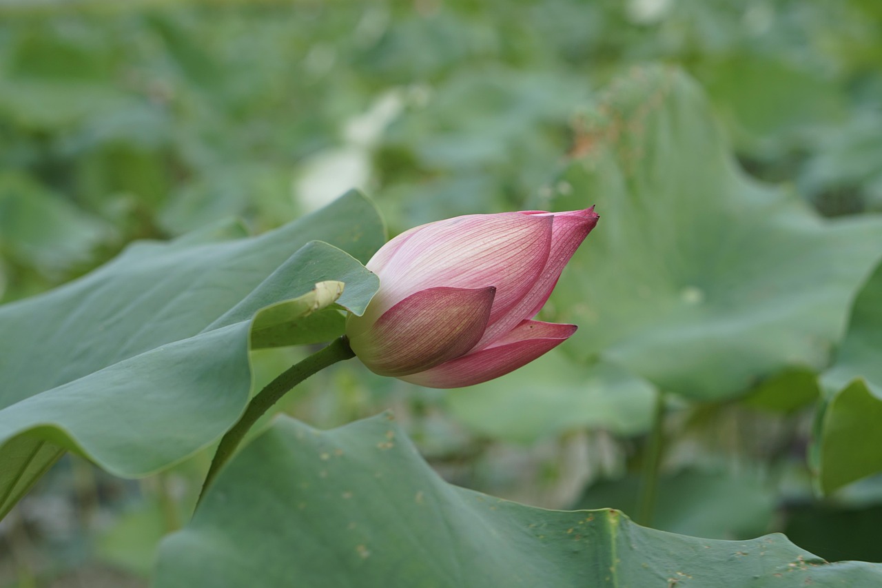 Lotus Flower Pink - Free photo on Pixabay