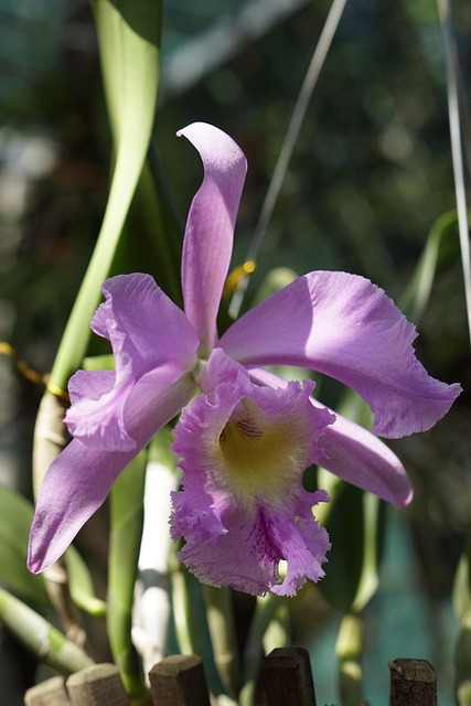 Fleur Cattleya Violet Lumière Du - Photo gratuite sur Pixabay - Pixabay