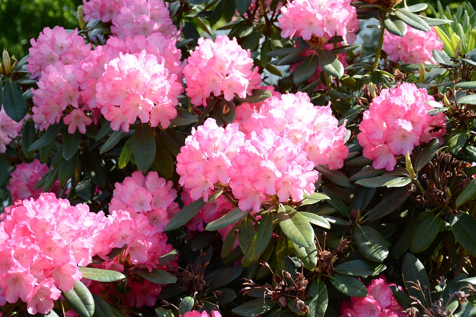 Fleur Fleurs Jardin - Photo gratuite sur Pixabay - Pixabay