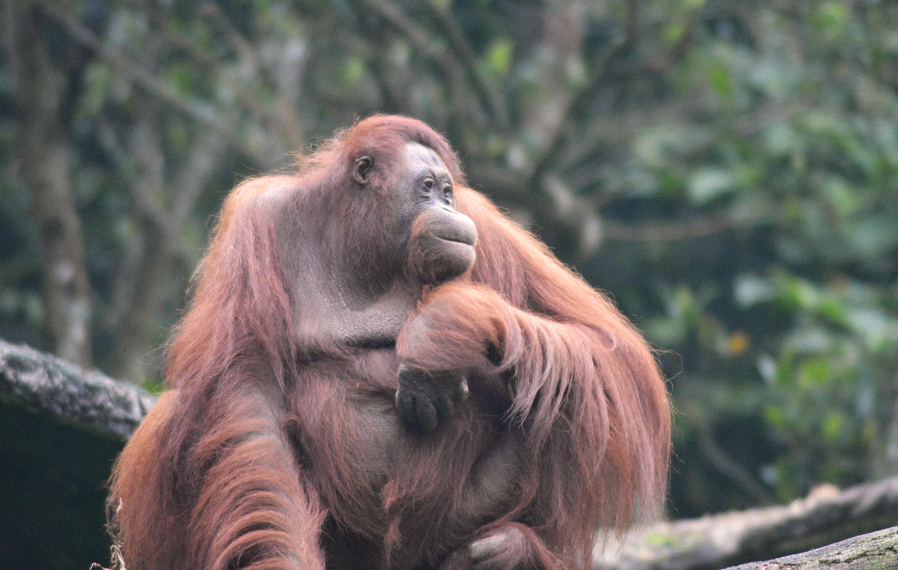 Orangutan Kera Monyet - Foto gratis di Pixabay - Pixabay