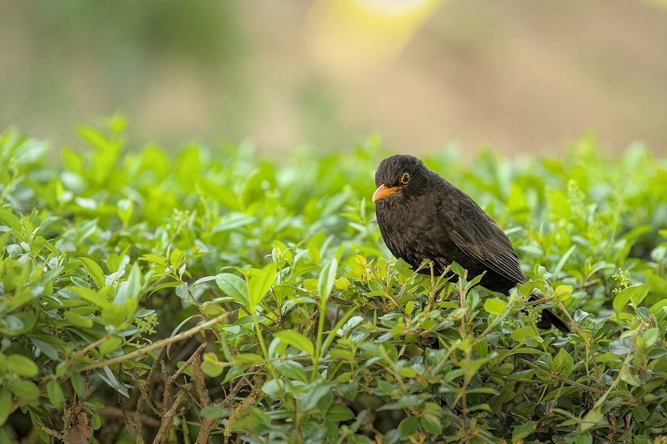 Blackbird Bird Garden - Free photo on Pixabay