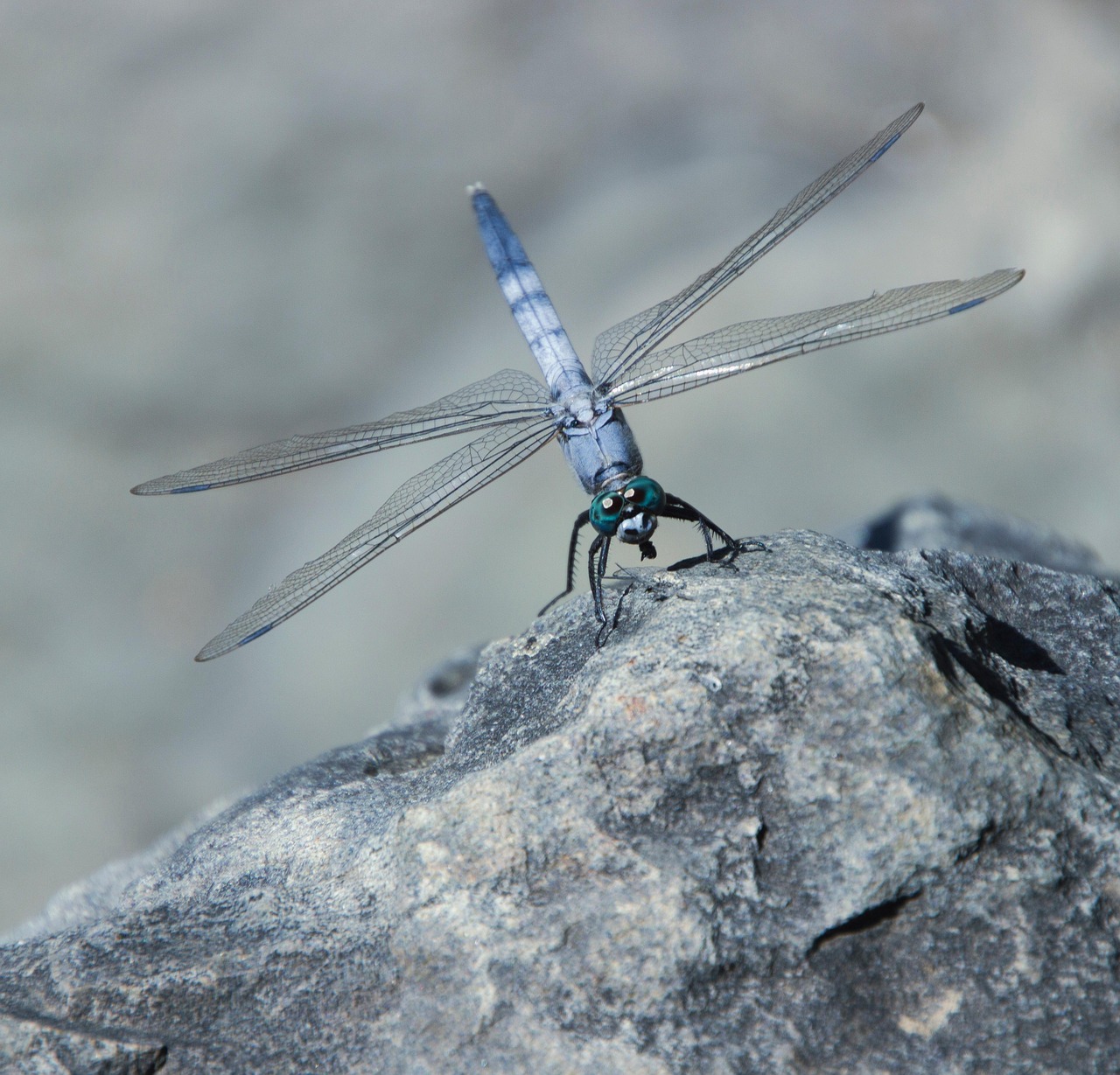 Libelle Insekt Flügel - Kostenloses Foto auf Pixabay - Pixabay