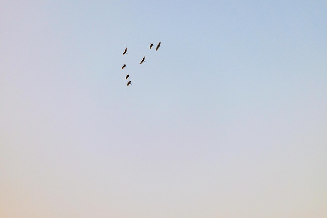Oiseau Voler Ciel - Photo gratuite sur Pixabay - Pixabay