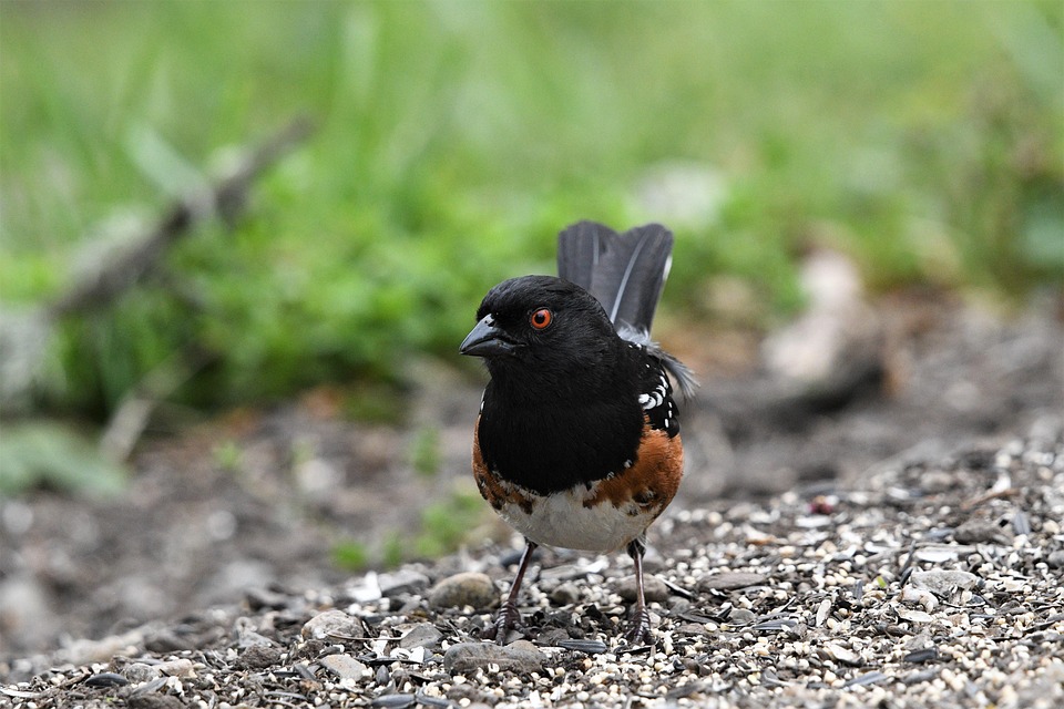 Spotted Towhee Nature Wildlife - Free photo on Pixabay