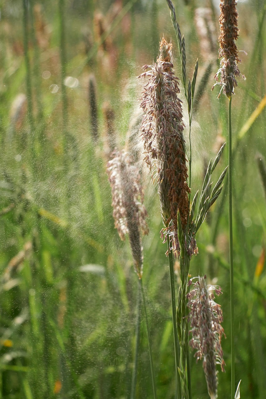 Grass Meadow Hay Fever Pollen - Free photo on Pixabay - Pixabay