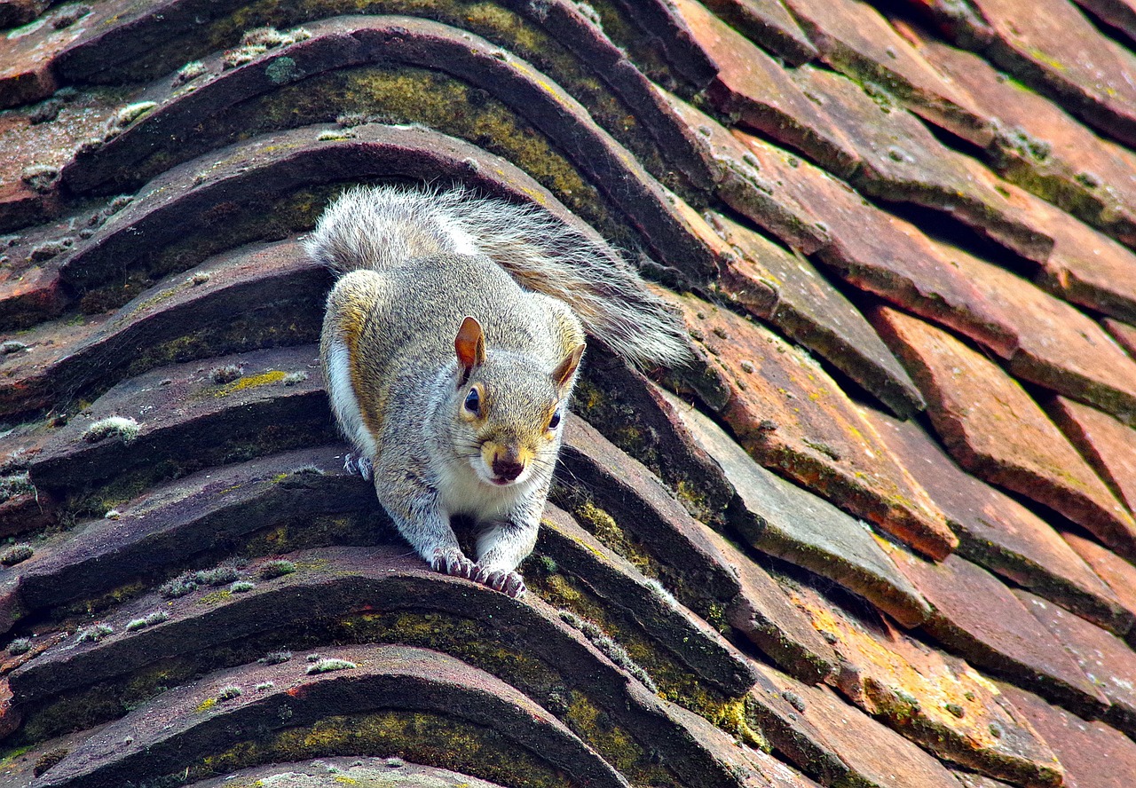 Squirrel Chipmunk Mammal - Free photo on Pixabay - Pixabay