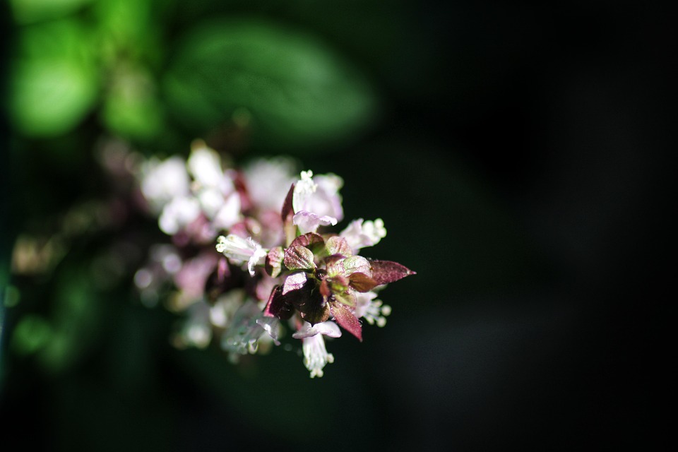 Bunga-Bunga Kemangi Tanaman - Foto gratis di Pixabay - Pixabay