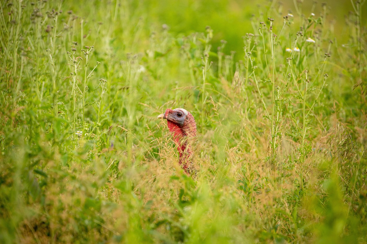 Meadow Bird Field - Free photo on Pixabay