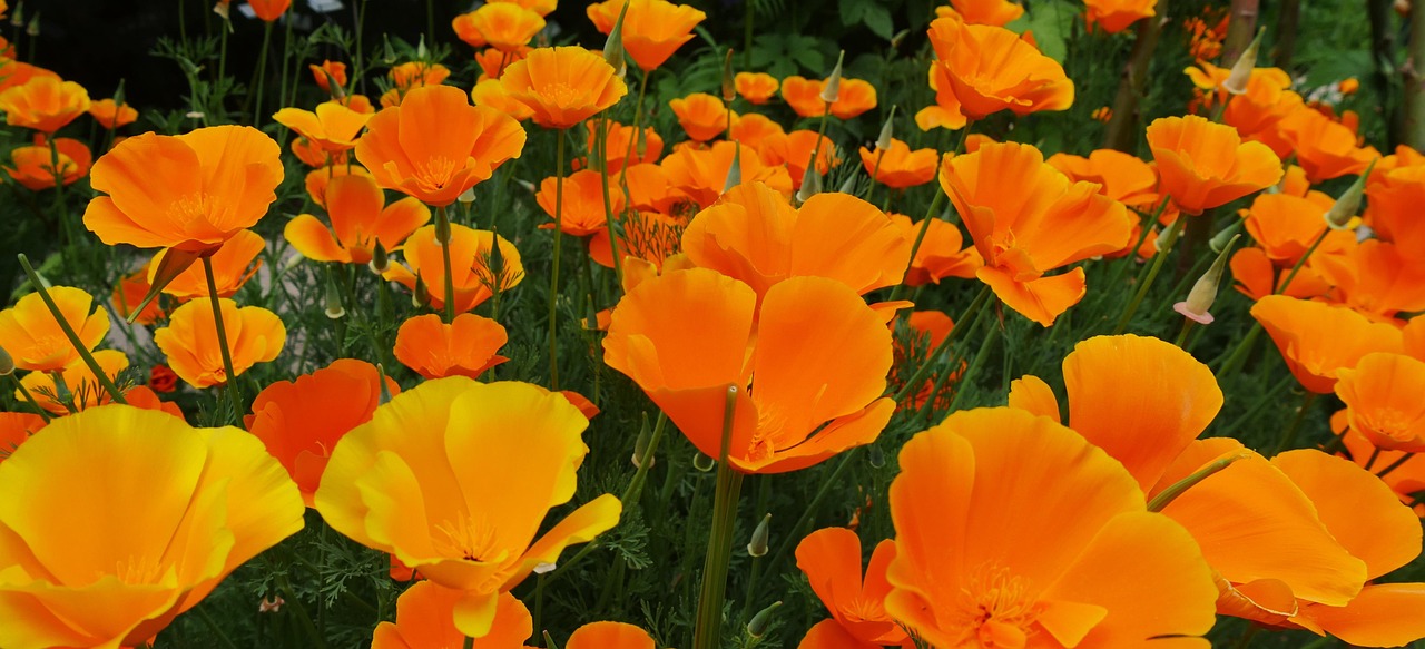 Fleurs Floraison Jardin Or - Photo gratuite sur Pixabay - Pixabay