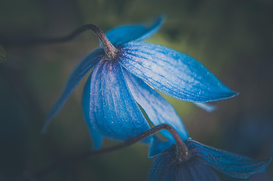 Macroflora Close-Up Botanical - Free photo on Pixabay - Pixabay