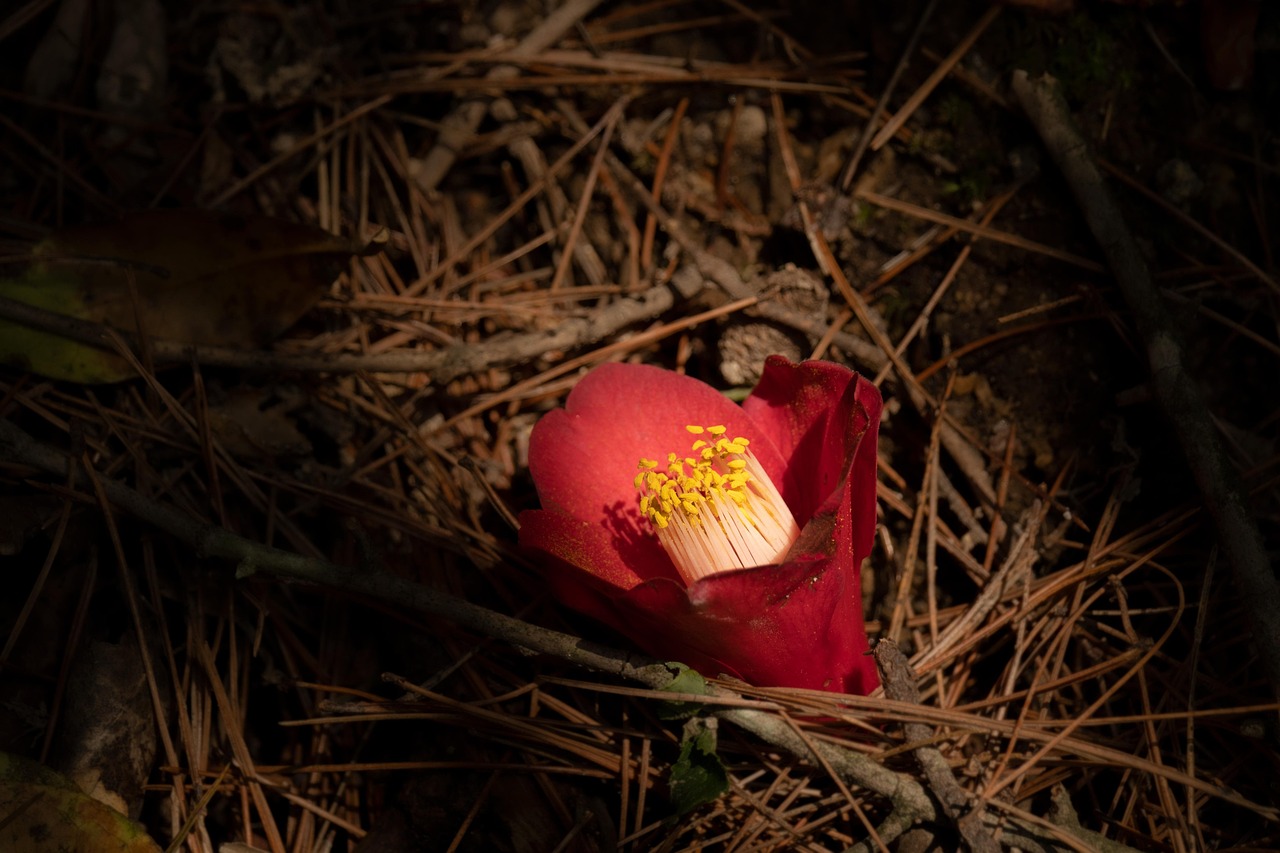 Bunga Kamelia Woods Hutan - Foto gratis di Pixabay - Pixabay