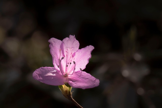 Bunga-Bunga Azalea Kelopak - Foto gratis di Pixabay - Pixabay