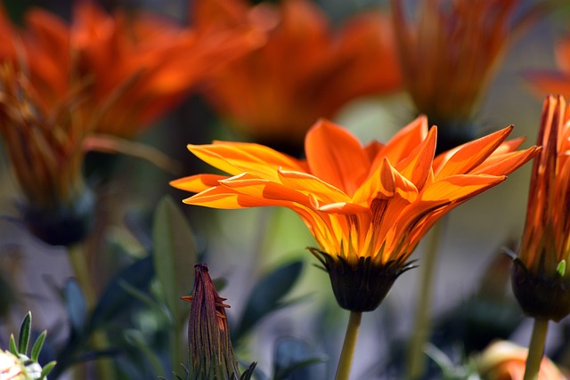 Blumen Flora Sommer - Kostenloses Foto auf Pixabay