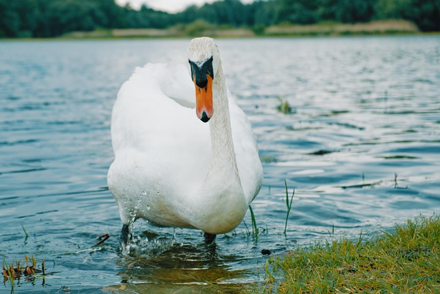 Swan Pond Waterbird - Free photo on Pixabay