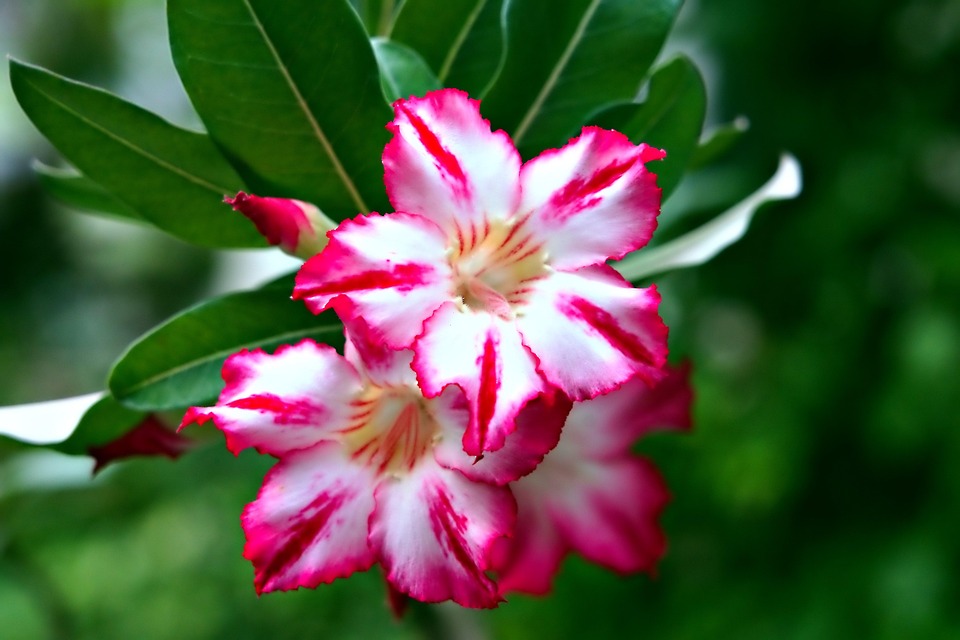 Adenium Desert Roses Pink Flowers - Free photo on Pixabay - Pixabay