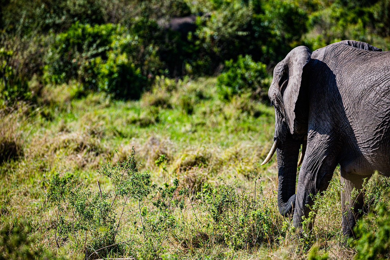 L'Éléphant Veau Animal Sauvage - Photo gratuite sur Pixabay - Pixabay