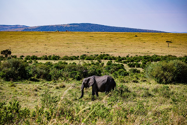 L'Éléphant Veau Animal Sauvage - Photo gratuite sur Pixabay - Pixabay