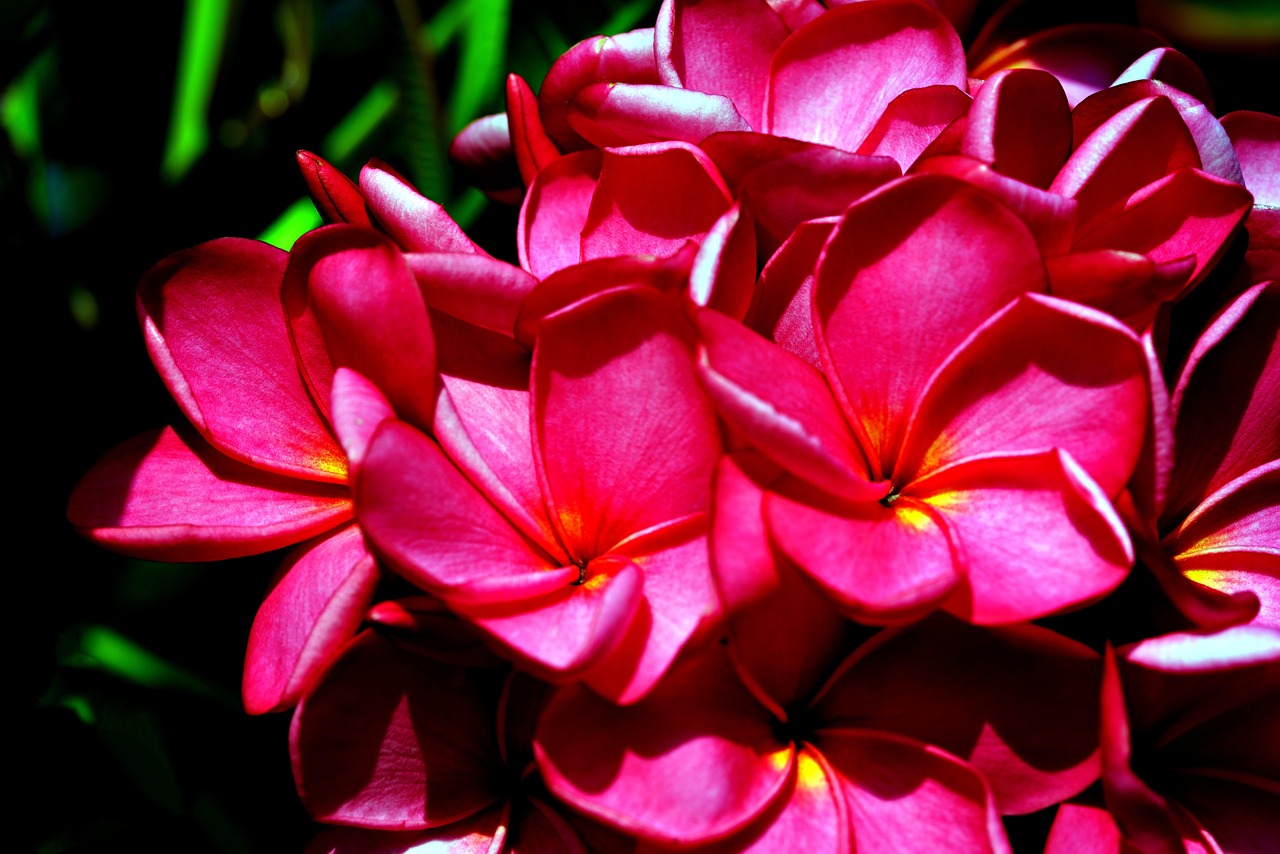 Plumeria Frangipani Pink Flowers - Free photo on Pixabay