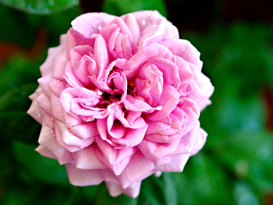 Rose Flower Dew - Free photo on Pixabay - Pixabay