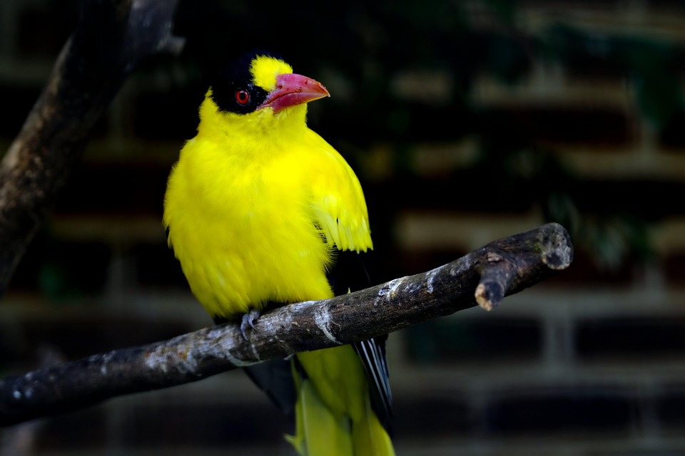 Yellow Bird Wild Animal - Free photo on Pixabay