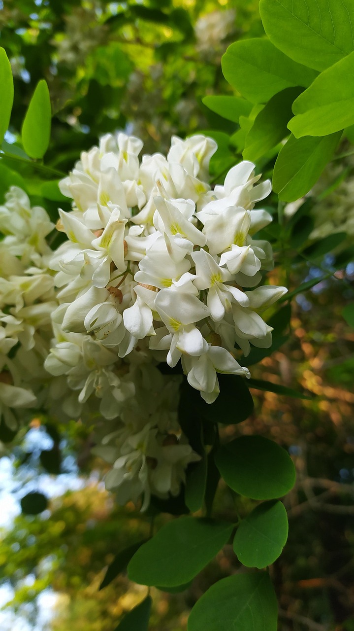 Acacia Fleurs D'Acacia - Photo gratuite sur Pixabay - Pixabay