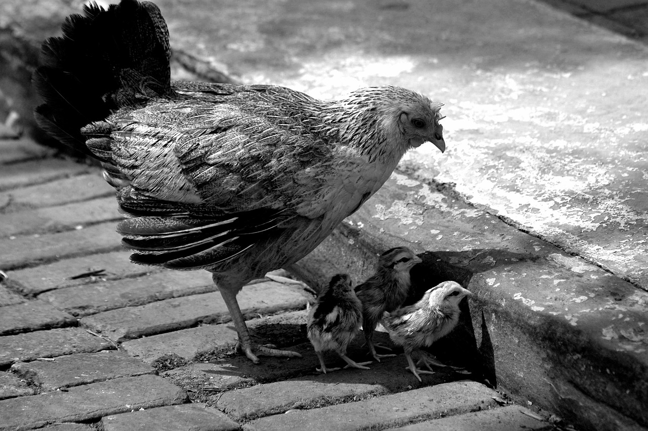 Poule La Volaille Oiseau - Photo gratuite sur Pixabay - Pixabay