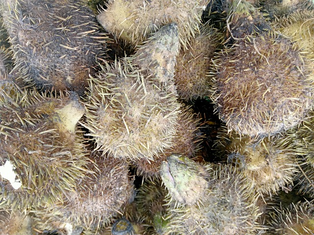 Fruta Thangjing Diamante Negro Noz - Foto gratuita no Pixabay - Pixabay