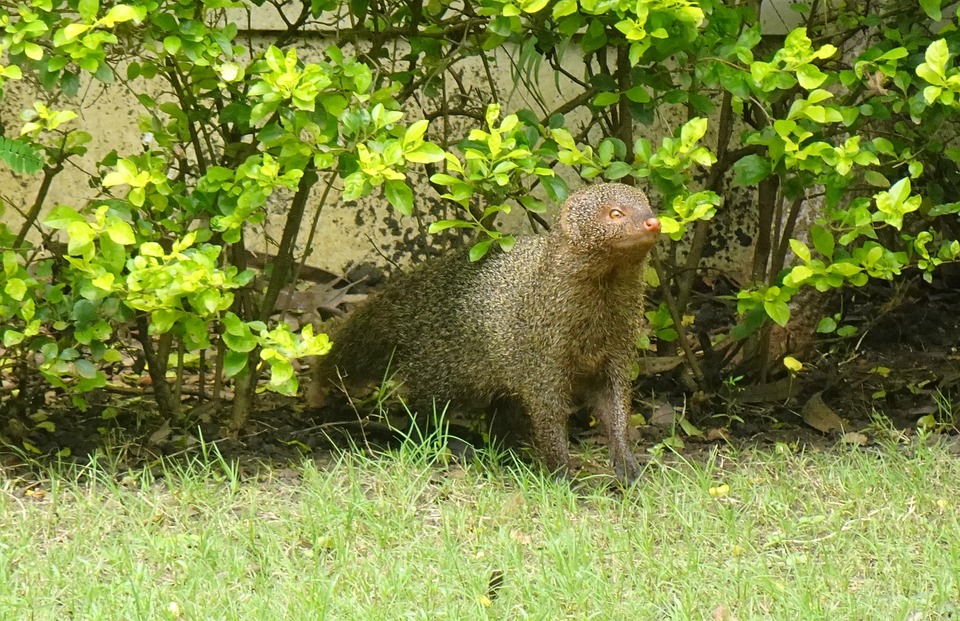 Mongoose Urva Edwardsii Mangouste - Photo gratuite sur Pixabay - Pixabay