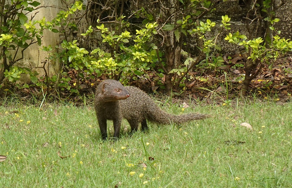 Mongoose Urva Edwardsii Mangouste - Photo gratuite sur Pixabay - Pixabay