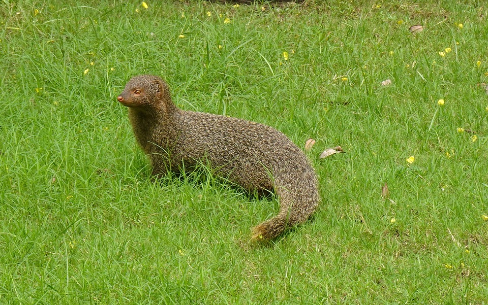 Mongoose Urva Edwardsii Mangouste - Photo gratuite sur Pixabay - Pixabay