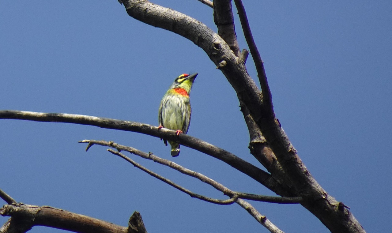 Pássaro Barbet Latoeiro Peito - Foto gratuita no Pixabay - Pixabay