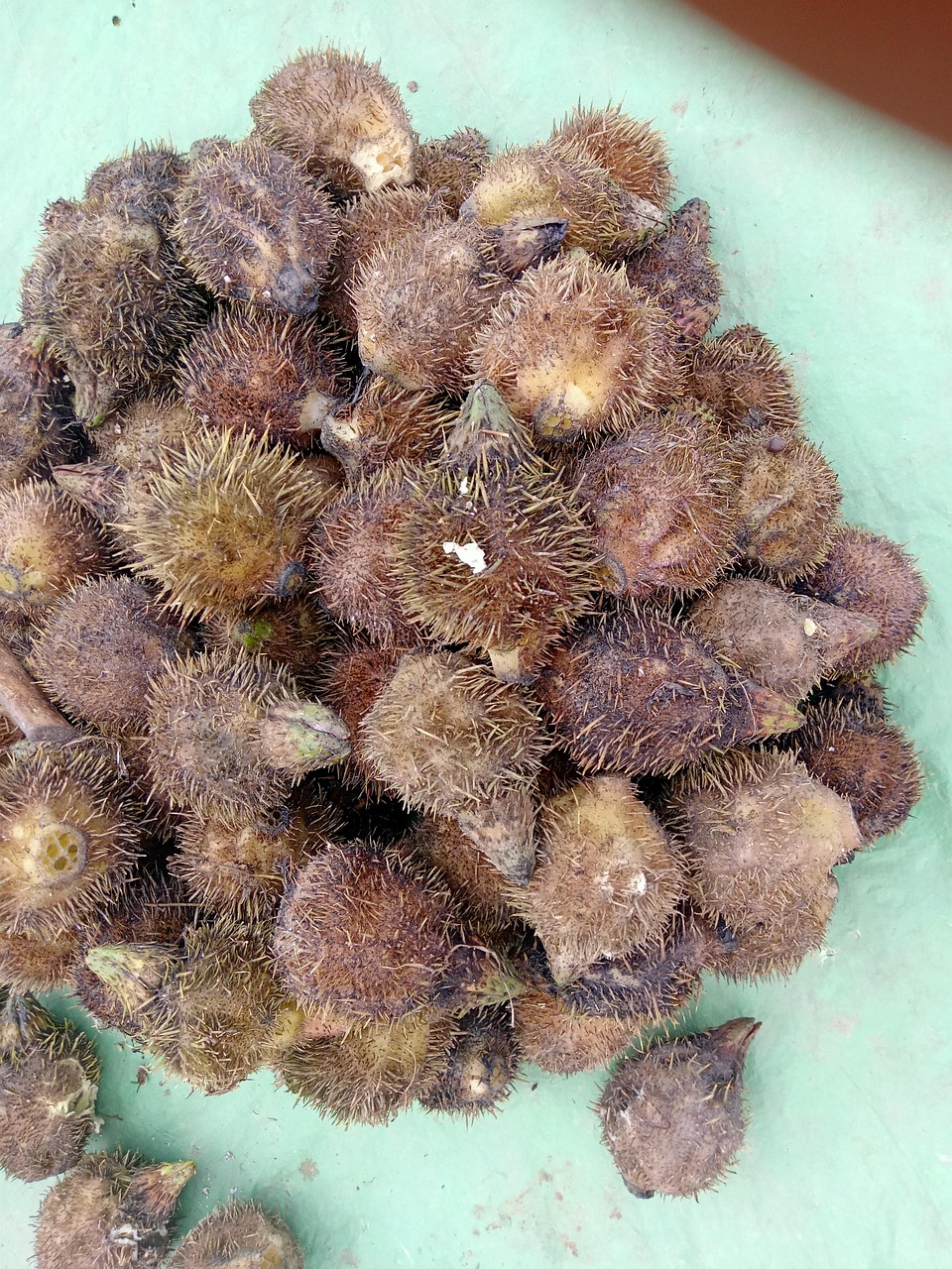 Thangjing Berlian Hitam Kacang - Foto gratis di Pixabay - Pixabay