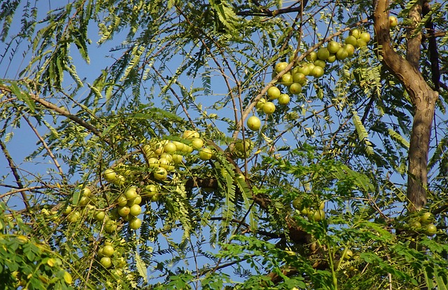 Indian Gooseberry Amla Phyllanthus - Free photo on Pixabay - Pixabay