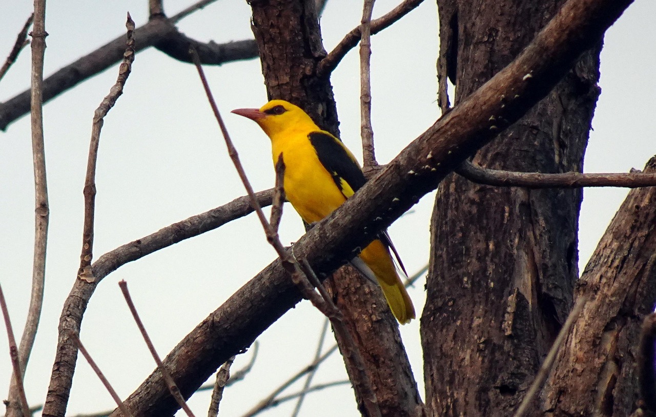 India Golden Oriole Burung Pria - Foto gratis di Pixabay - Pixabay
