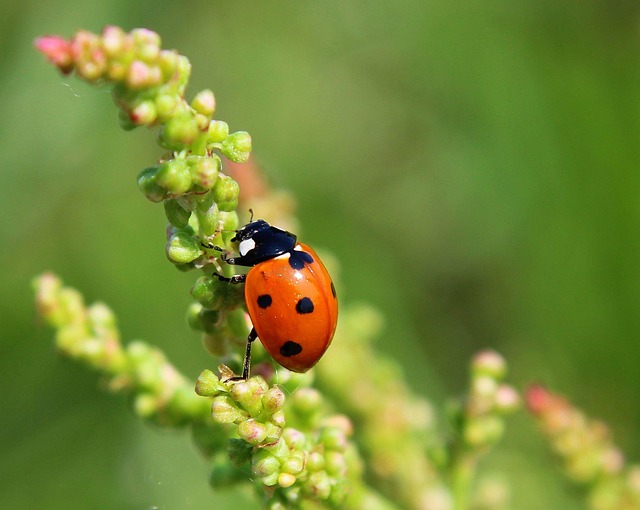 Ladybug Macro Polka Dots Seven - Free photo on Pixabay - Pixabay