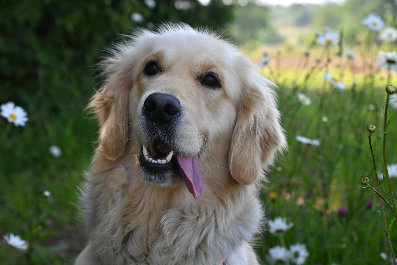 Pies Golden Retriever Łąka Zwierzę - Darmowe zdjęcie na Pixabay - Pixabay