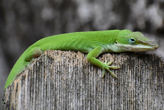 Green Anole Animal Mammal - Free photo on Pixabay - Pixabay