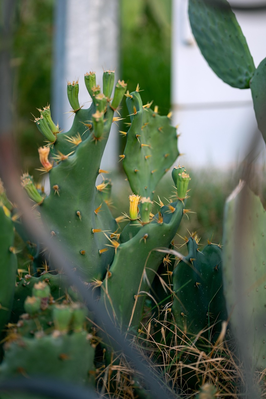 Higo Chumbo Cactus Suculento - Foto gratis en Pixabay - Pixabay