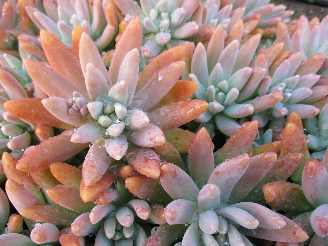 Succulent Leaf Flower - Free photo on Pixabay - Pixabay