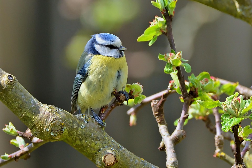 Blue Tit Bird Animal - Free photo on Pixabay - Pixabay