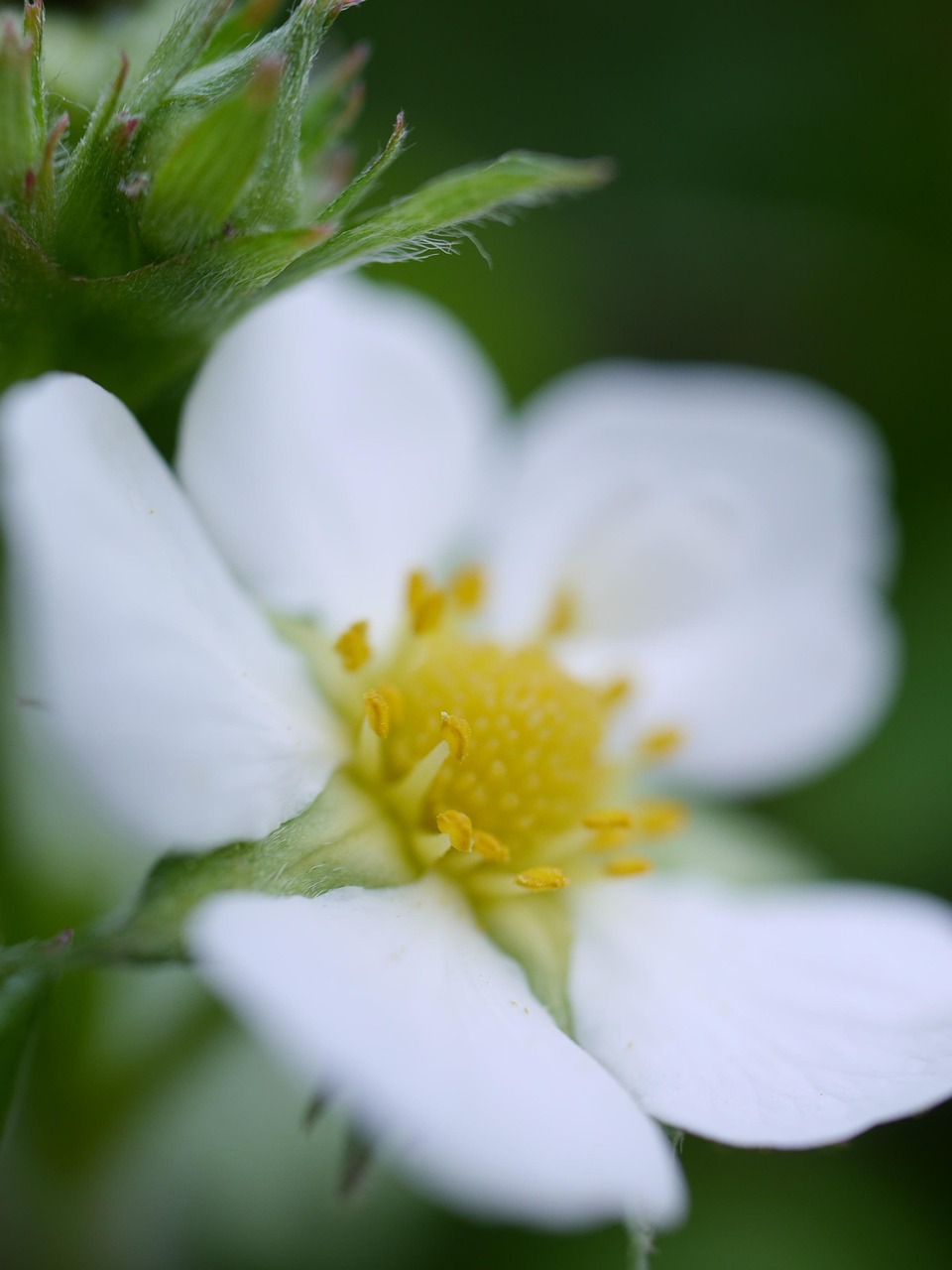 Strawberry Flower Plant - Free photo on Pixabay - Pixabay