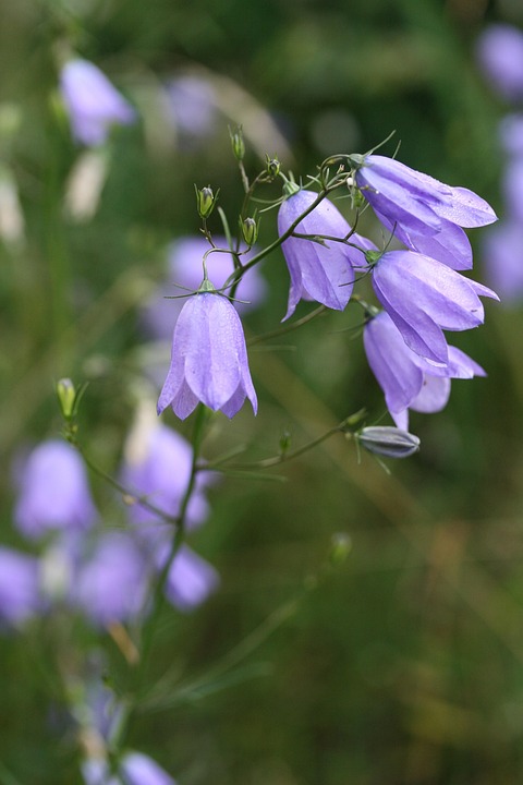 Flores Botánica Crecimiento - Foto gratis en Pixabay - Pixabay