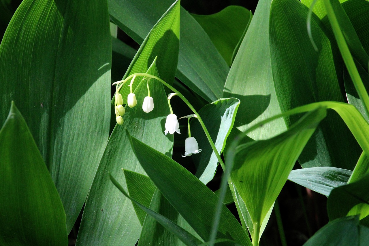 Lily Of The Valley Flower Leaves - Free photo on Pixabay - Pixabay