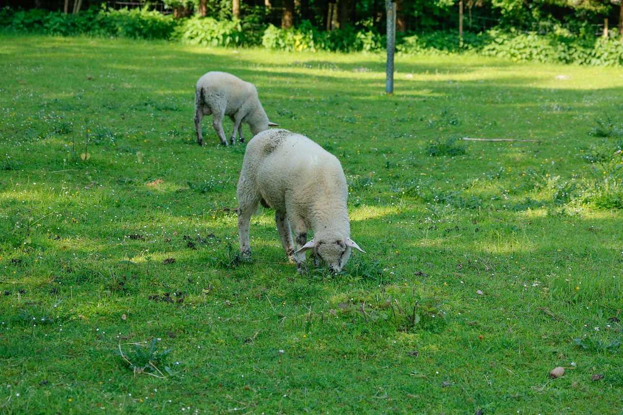 Die Schafe Lamm Natur - Kostenloses Foto auf Pixabay - Pixabay