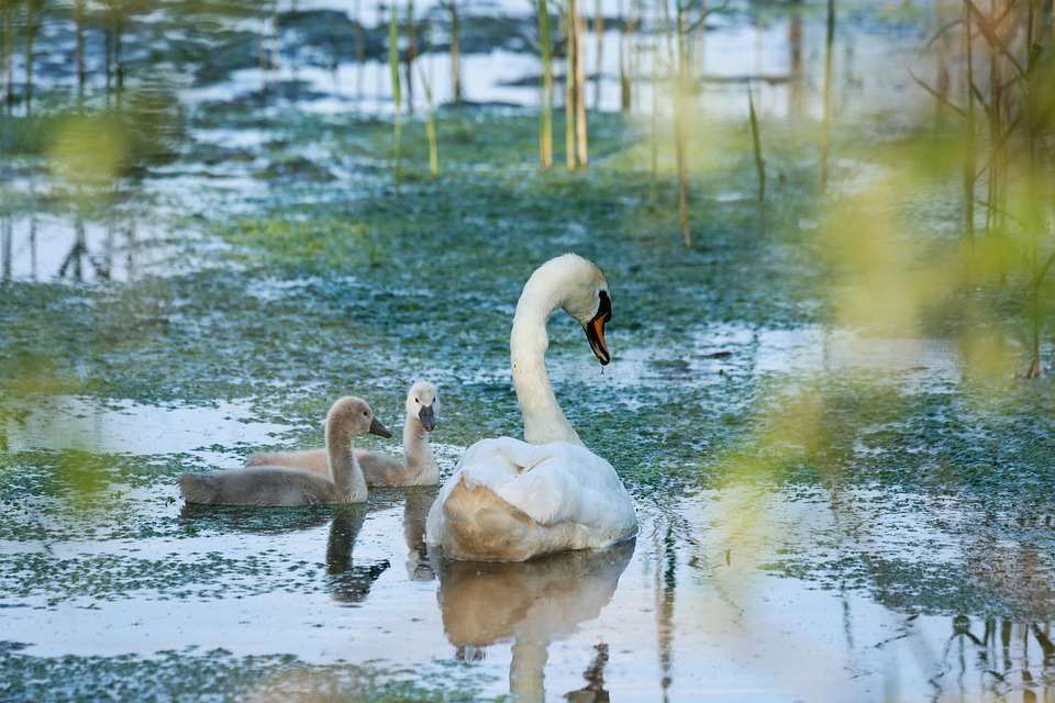 Swan Bird Animal White - Free photo on Pixabay - Pixabay