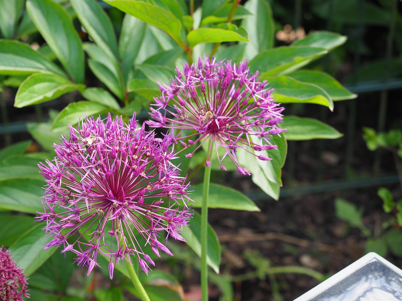 Allium Early Summer Bloomer - Free photo on Pixabay - Pixabay